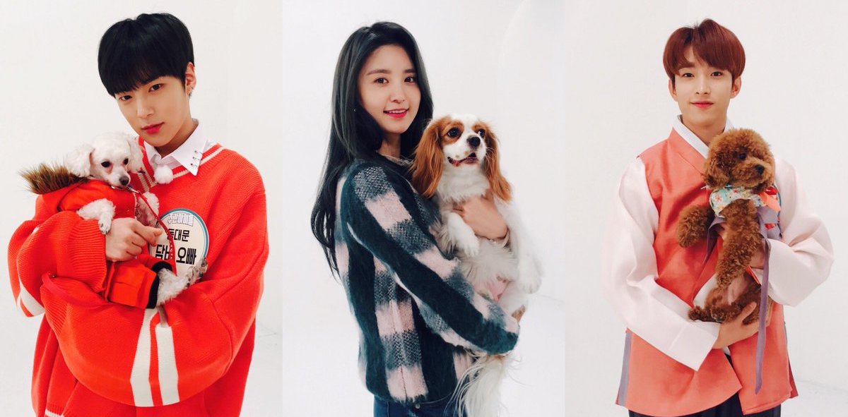 Pets In Korea: And Some Of The Idols Who Own One. – KPOP Jacket Lady